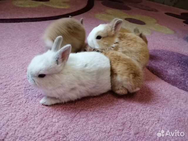 Мини-крольчата