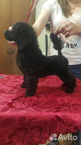 Щенок малого пуделя