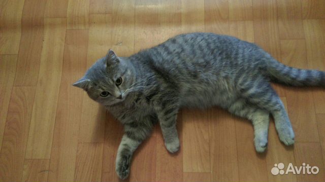 Котик Бумель