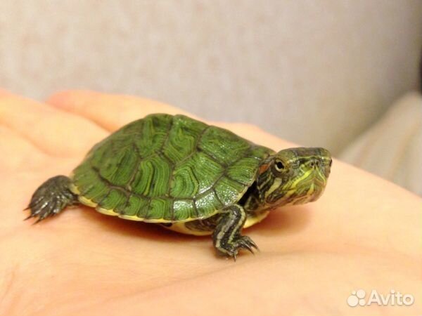 Милейшие красноухие черепашки