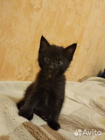 Котик черный