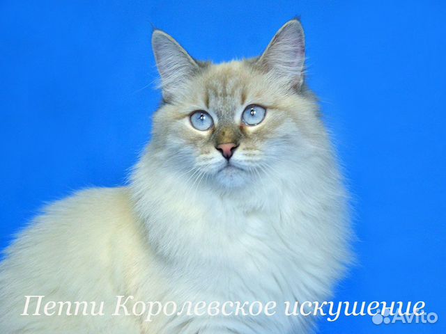Невский маскарадный подрощеный котенок Пеппи