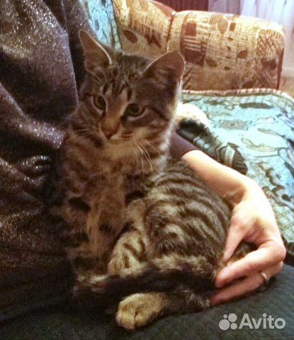 Чудесный молоденький котик в добрые руки