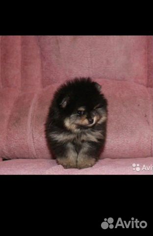 Вязка шпица