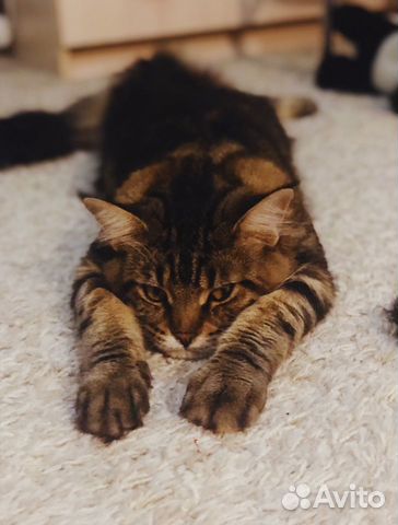 Ищем кошечку для свидания (Вязка) город Ялта