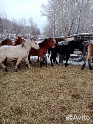 Продам жеребят