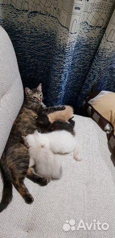 Котята 1 месяц