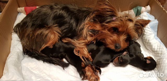 Йоршский терьер щенки