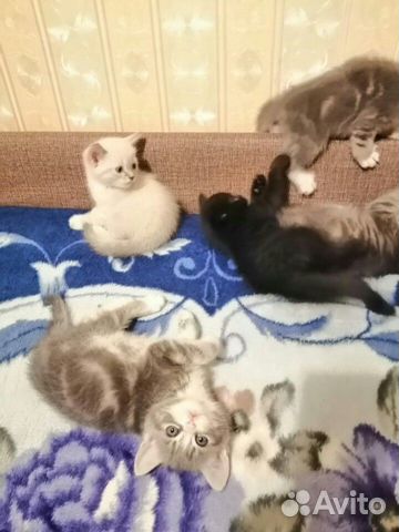 Милые котята