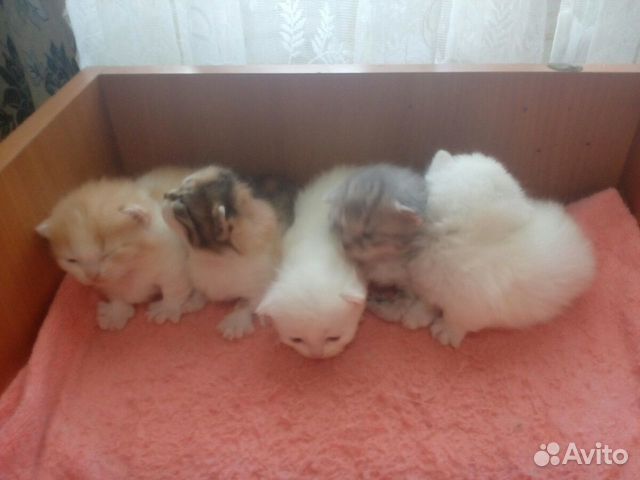 Котята