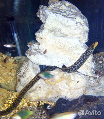 Австралийская пресноводная мурена (Gymnothorax)