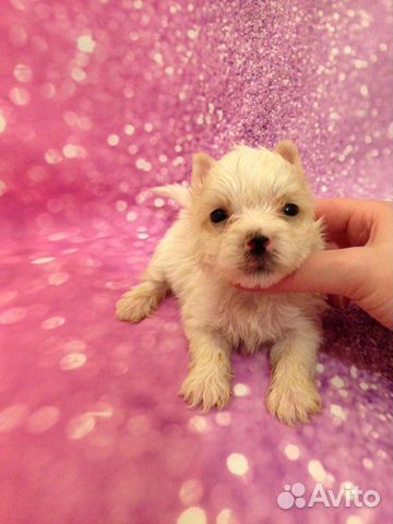 Белый йорк как снежинка