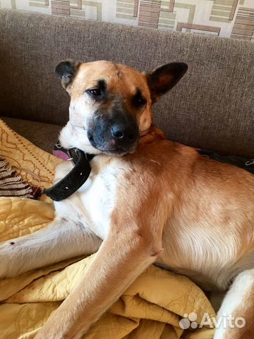 Ласковый пёс Рассел