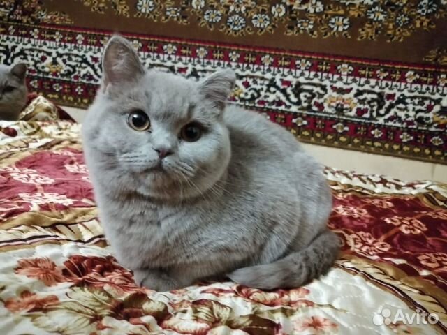 Британская киса с документами