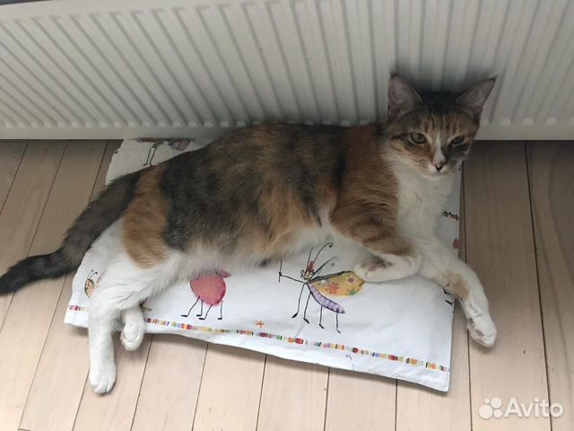 Подари малышам счастье Забронируй друга