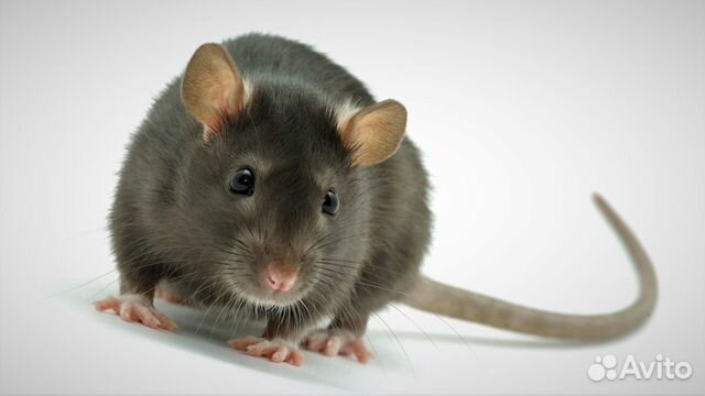 Отдам крыску