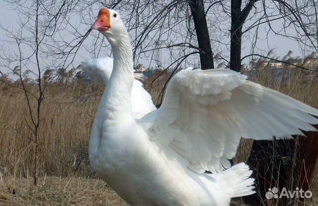 Семья гусей