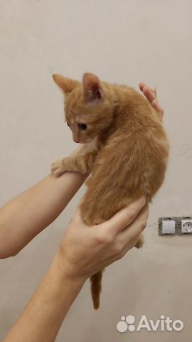 Рыжий ручной котенок в добрые и нежные ручки