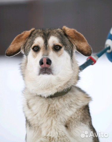 Машенька смешной носик