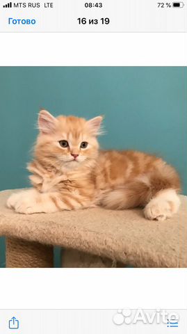 Шотландская солнечная кошечка)