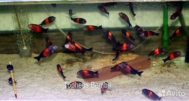 Танганьика