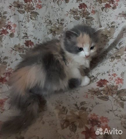 Кошка в подарок на Новый Год