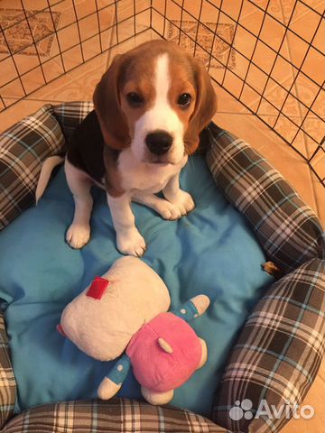 Щенок бигля