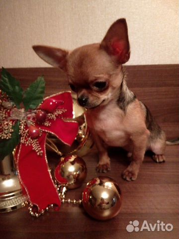 Щенок чихуахуа