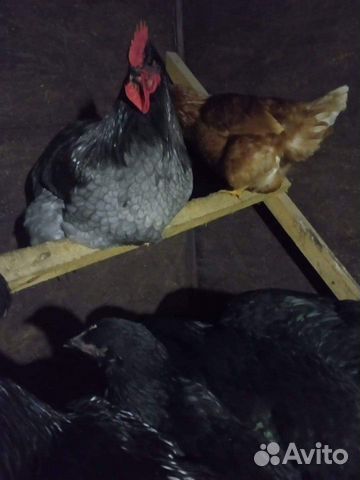 Молодые семьи Джерсийского Гиганта