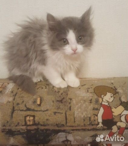 Котенок девочка в добрые руки