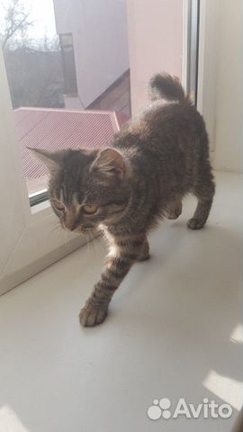 Котенок девочка 2.5мес