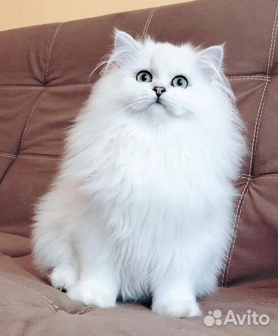 Котик с Рекламы