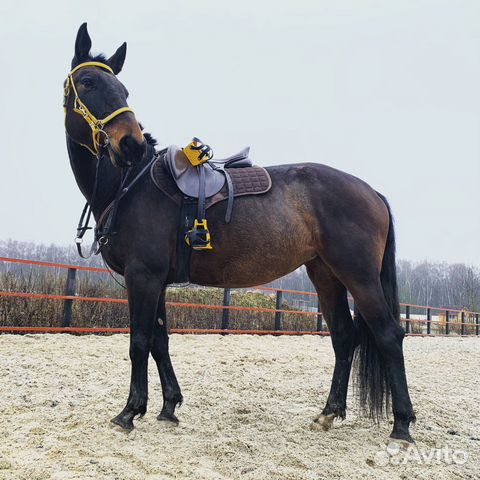 Англо-карачаевская Кобыла, 2012г