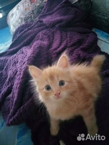 Отдам котёнка в заботливые руки