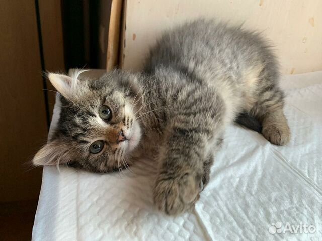 Сибирский котенок 3 месяца