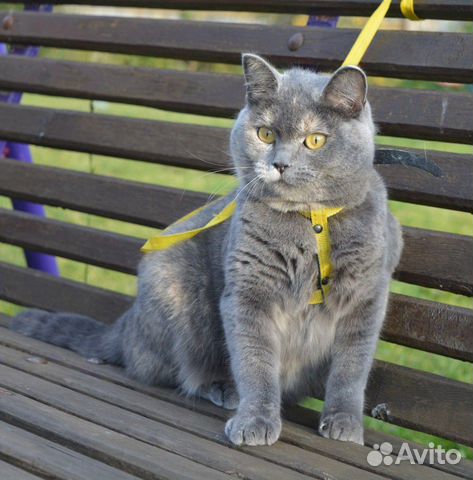 Кошка Пупся