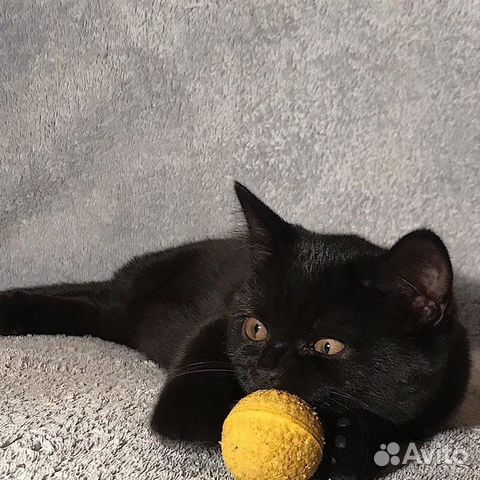 Котенок британской породы из племенного питомника