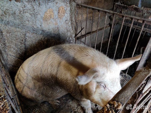 Кастрированный хряк