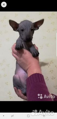 Щенок ксоло мини