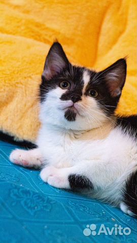 Котенок с модной бородкой 3,5 месяца, мальчик