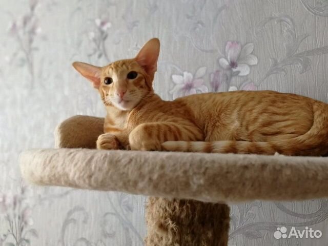 Ориентальный рыжий мальчик