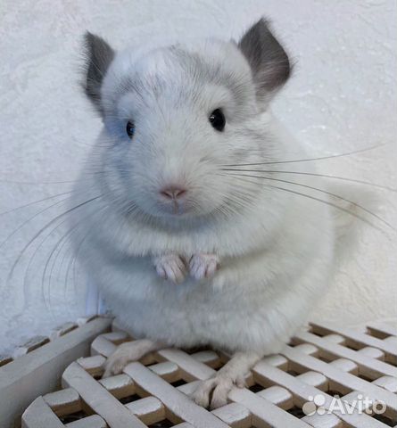 Шиншиллы