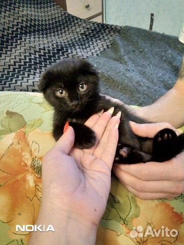 Отдам котейку в добрые руки