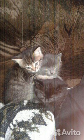 Милые котики ждут любящих хозяев. Котяткам 1,5 мес
