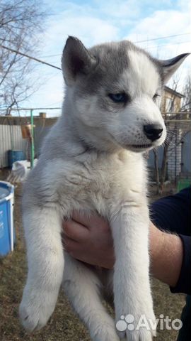 Сибирский хаски