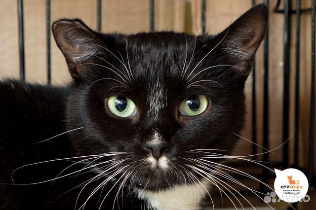 Кошка Джулия жертва человеческого безразличия