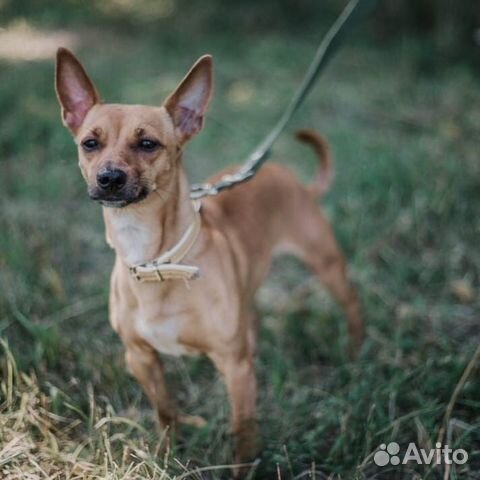 Ева, маленькая собачка (5 кг) ищет дом