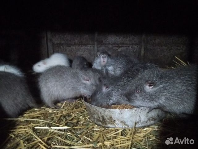 Нутрята на доращивание.самочки и самцы.2.5-3 месяц