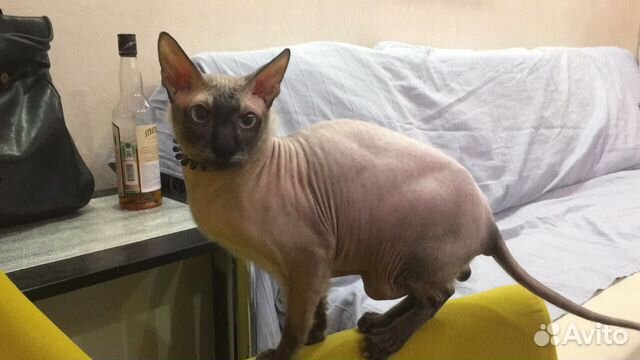 Кот Сфинкс