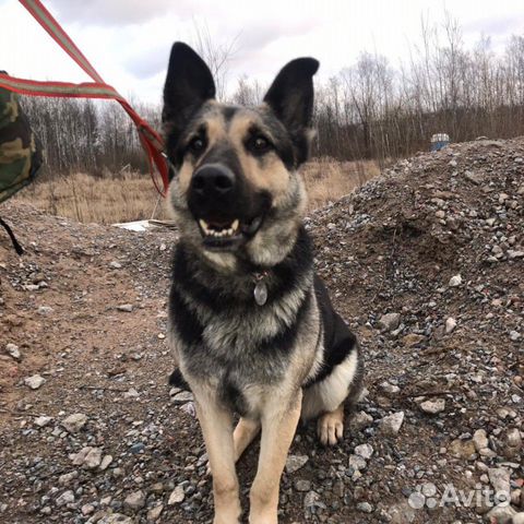 Собака в ответственные руки